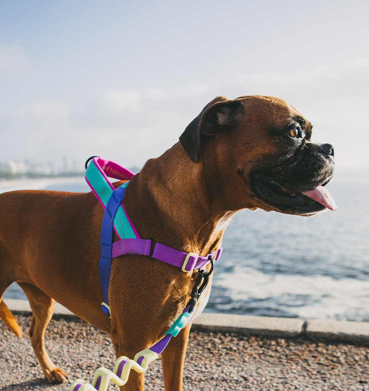 Coleiras, guias e peitorais para cachorros | Zee.Dog