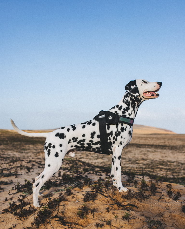 Coleiras, guias e peitorais para cachorros | Zee.Dog
